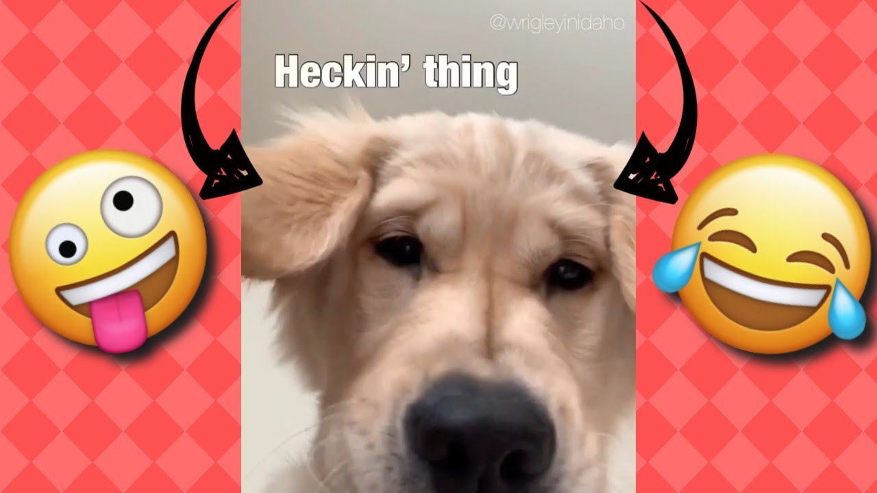 Funny Dog Text GIFs | Funny Dog Videos | Compilation - YouTube