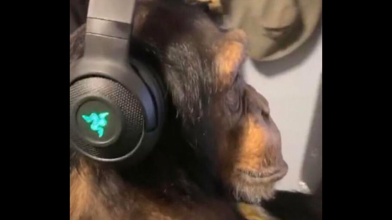 memes that make you question reality - YouTube