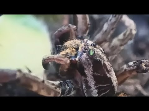 Closeup of Wolf Spider Washing - YouTube
