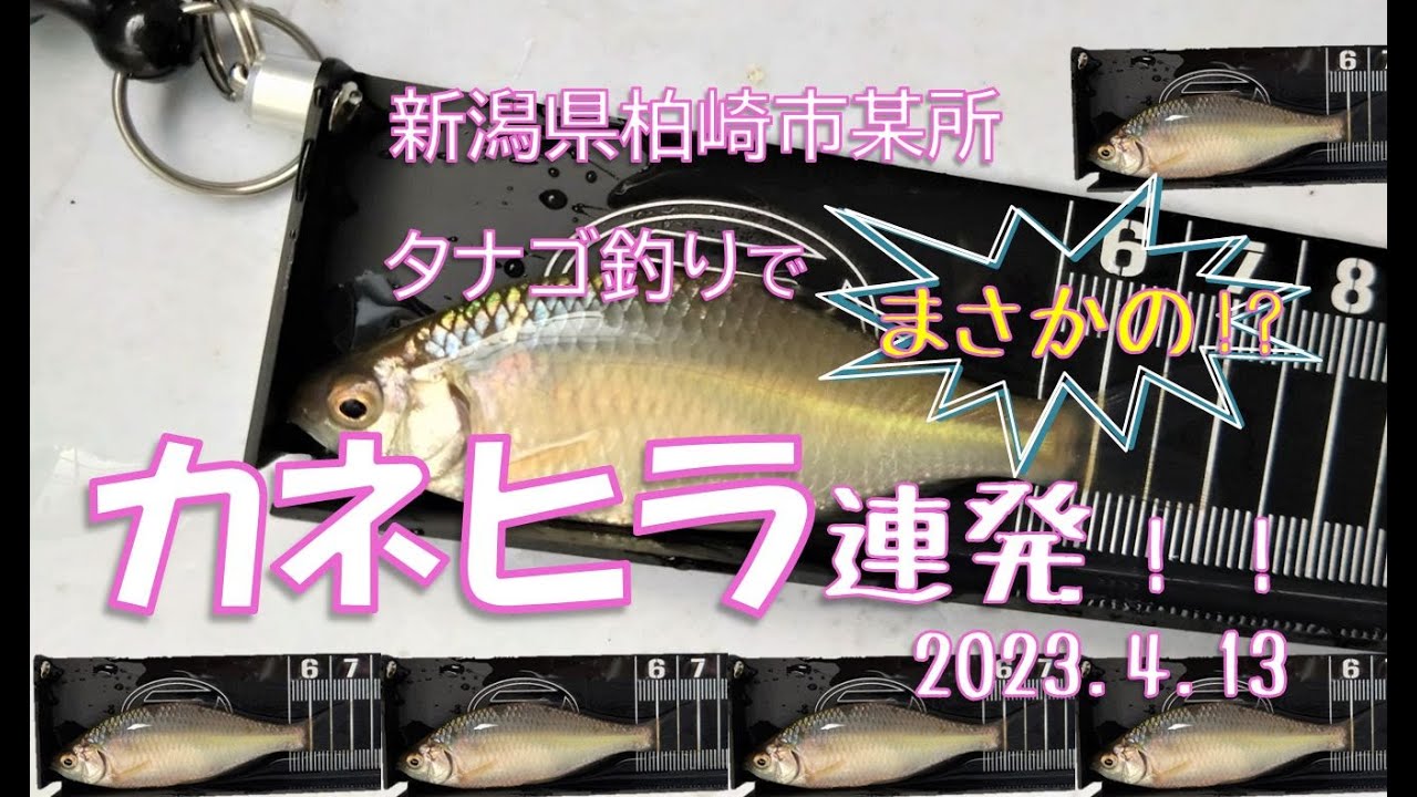 まさかの！カネヒラ連発！？Surprise! I was able to catch Flat bitterling one after ...
