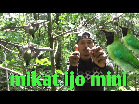petualang mikat cucak mini di lokasi favorit tidak menghianati hasil ...