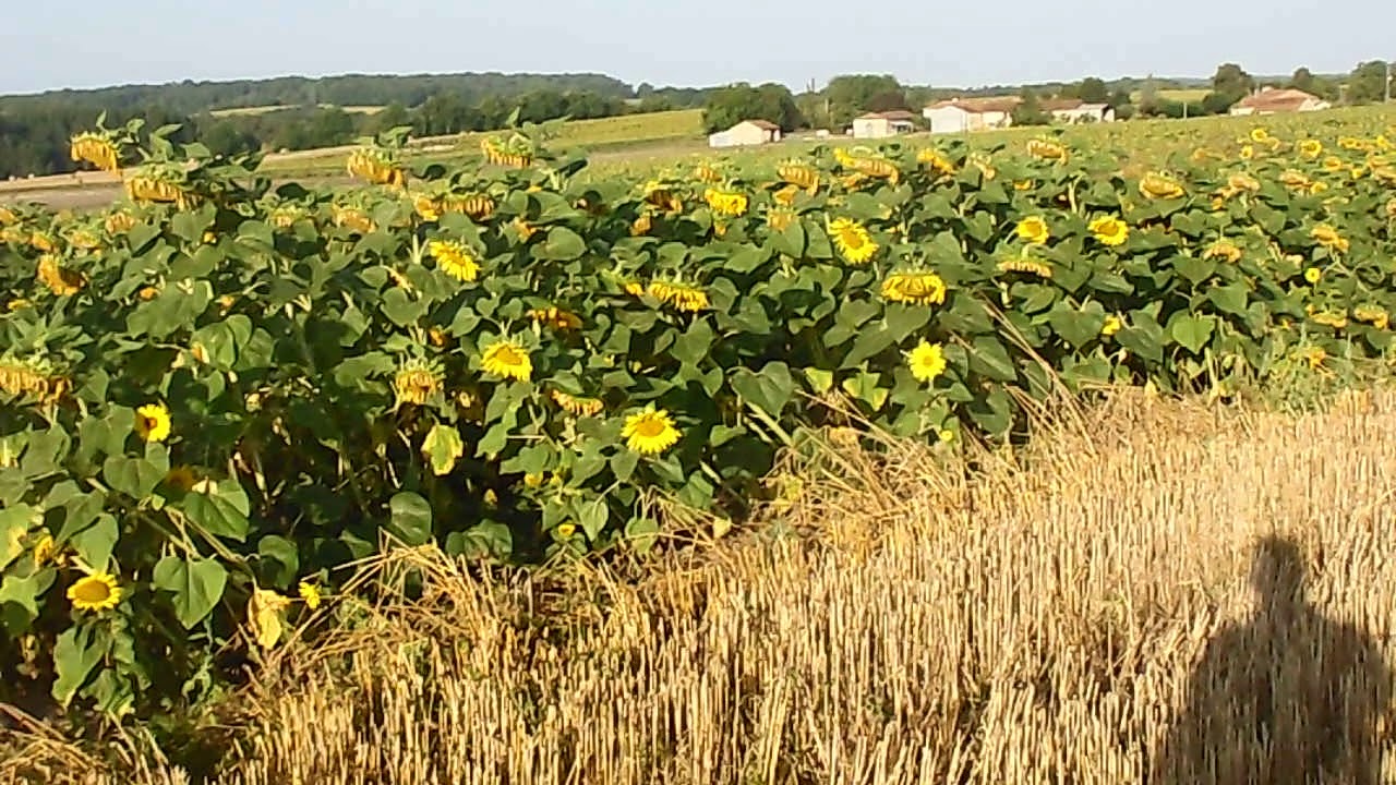 Sunflowers & Hay - YouTube