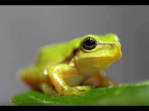 European tree frog / Lövgroda SWEDISH NATURE - YouTube