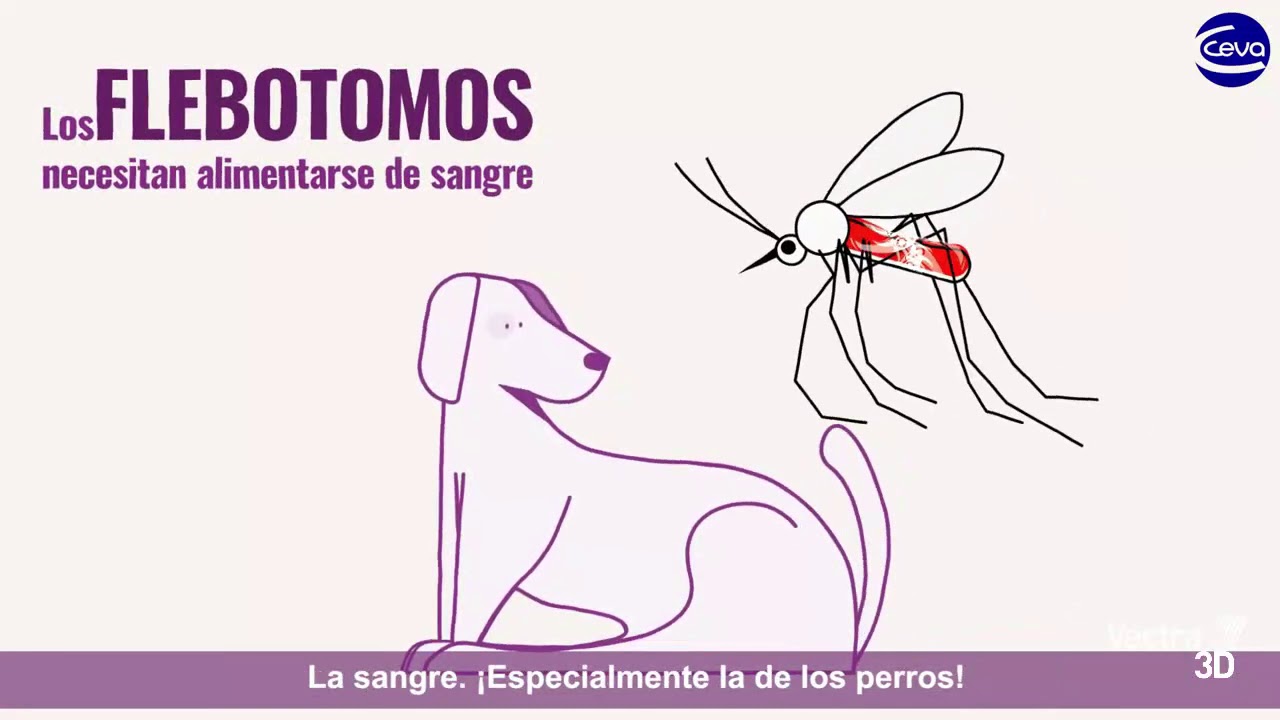 Flebotomos - Leishmaniosis - YouTube