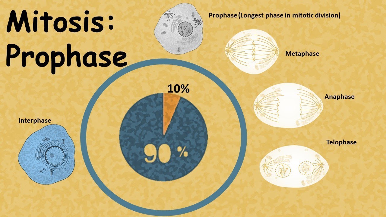 Prophase Mitosis Mitosis And Meiosis: What's The Difference?
