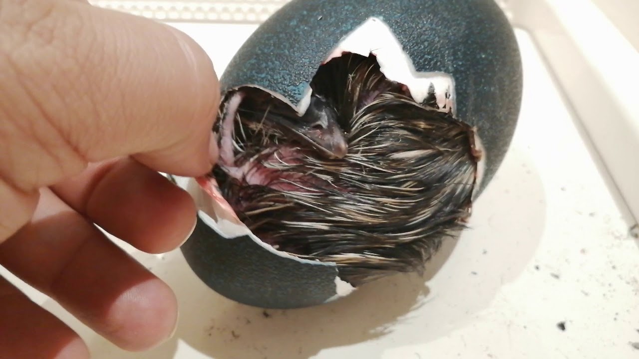 3rd Emu Egg Hatched today... - YouTube