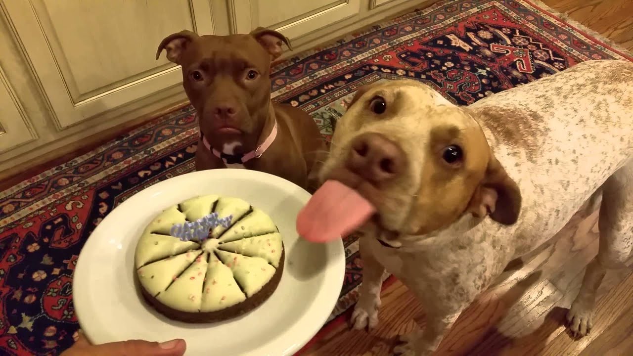 Happy Happy Birthday Fritz! - YouTube