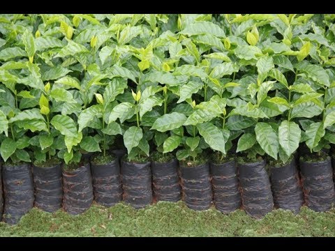 Produção de mudas de Café - YouTube
