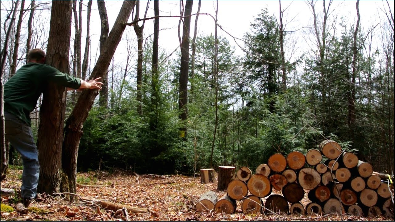 Firewood Hut: site prep (1 of 2) - YouTube