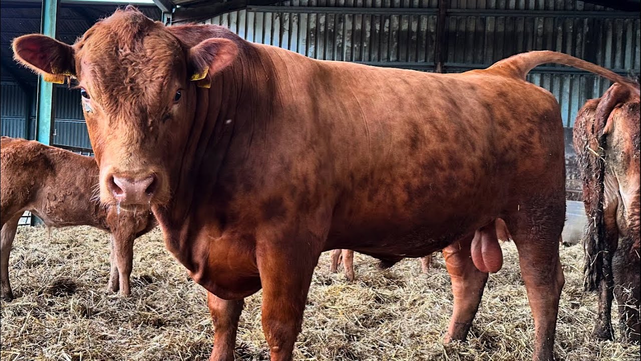 The New Bull Is Here, We Finally Finish Seeding! - YouTube