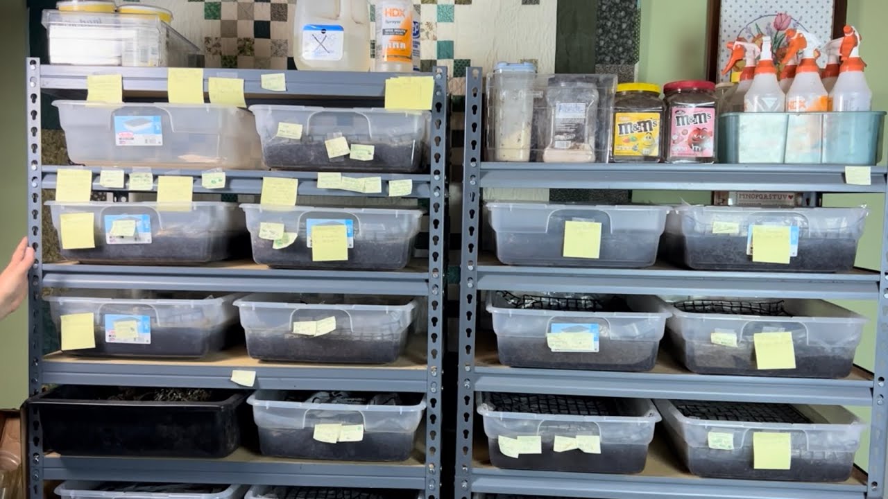 Wormery Tour - How I’ve Set Up My Worm Work Space - YouTube