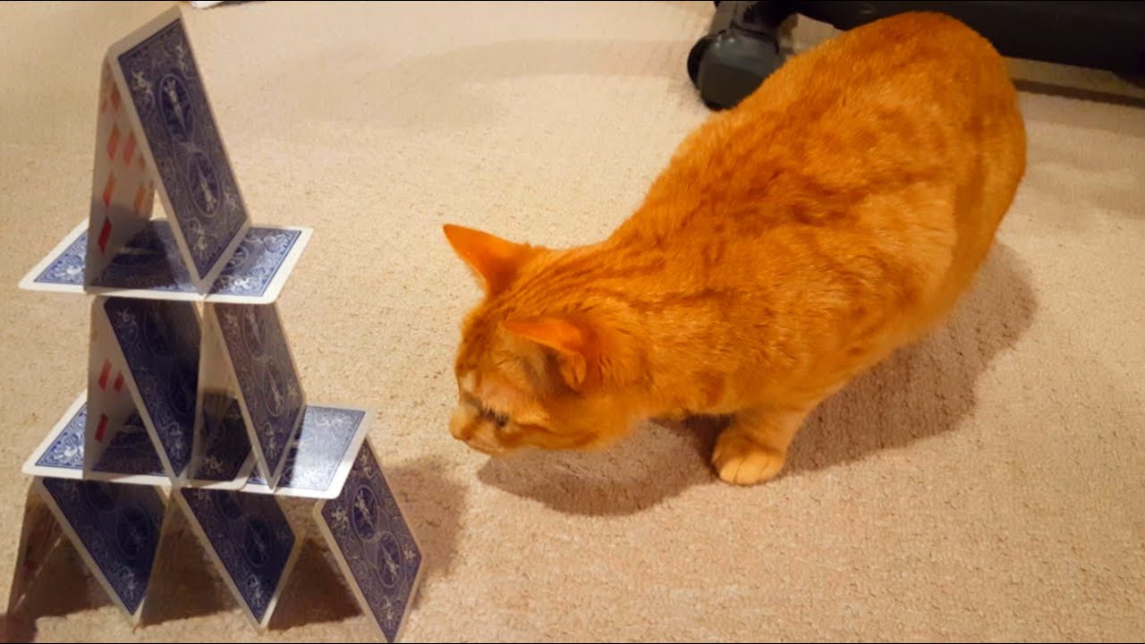 You're slick kitty, but clumsy.. - YouTube