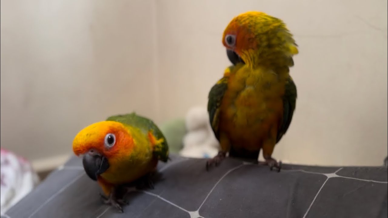 Sun Conure Sounds | Young Sun Conure | Two Parrots Playing - YouTube