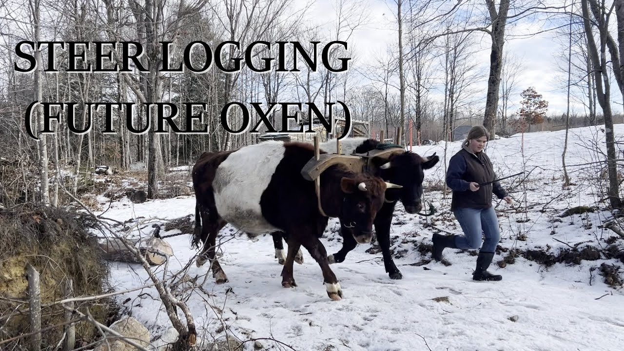 Working Steers On The Farm - YouTube