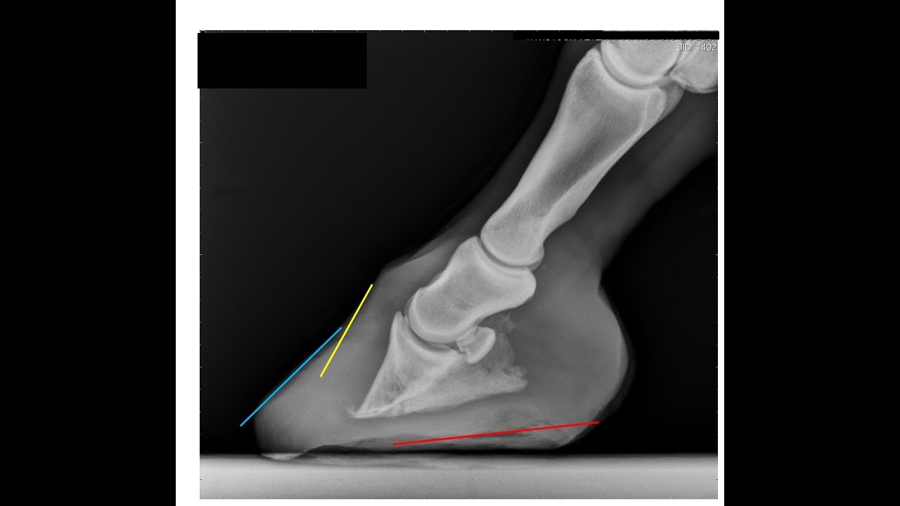 Cur-OST Q&A Laminitis in the Horse - YouTube