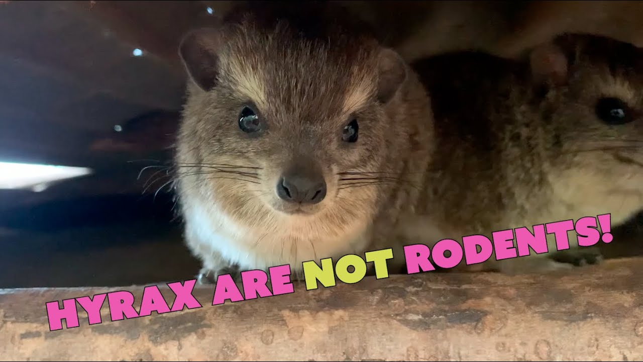 A BASIC HYRAX FACT that EVERYONE SHOULD KNOW BY NOW (as told over a ...
