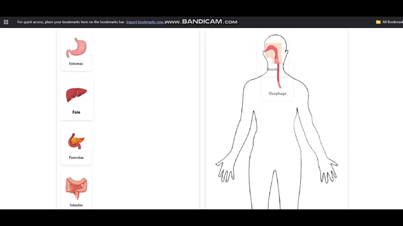 Digestive System Demo Website - YouTube