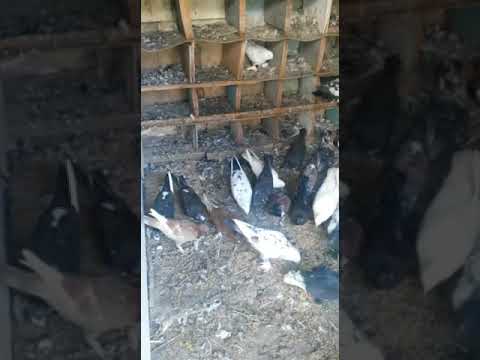 Oynag goyercinler axsu Ruslan +994552934053