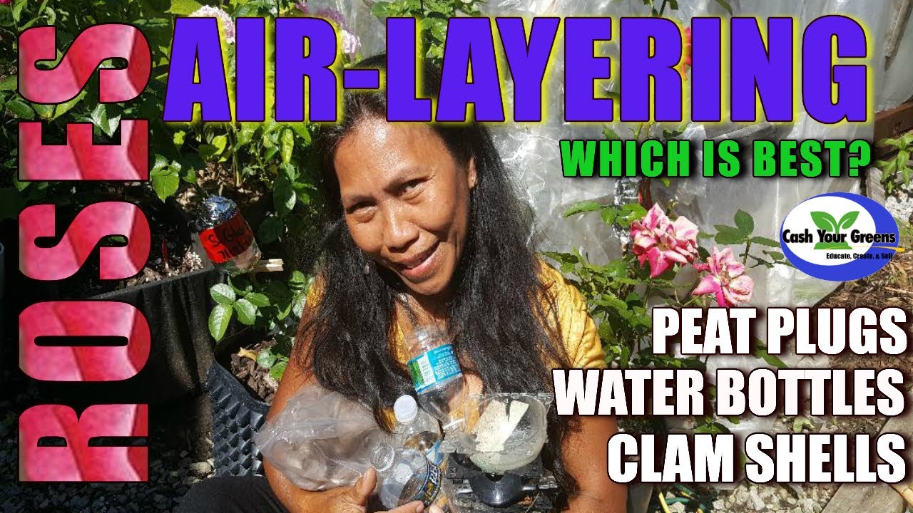 CLONING ROSES by AIR-LAYERING ROSES Which method is better? Jiffy ...
