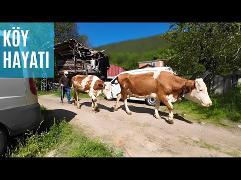 KÖY VLOG 2.Bölüm [Şelale gezisi bayram sabahı ve harmanda yıkılmış samanlık  görüntüleri!] #nature 