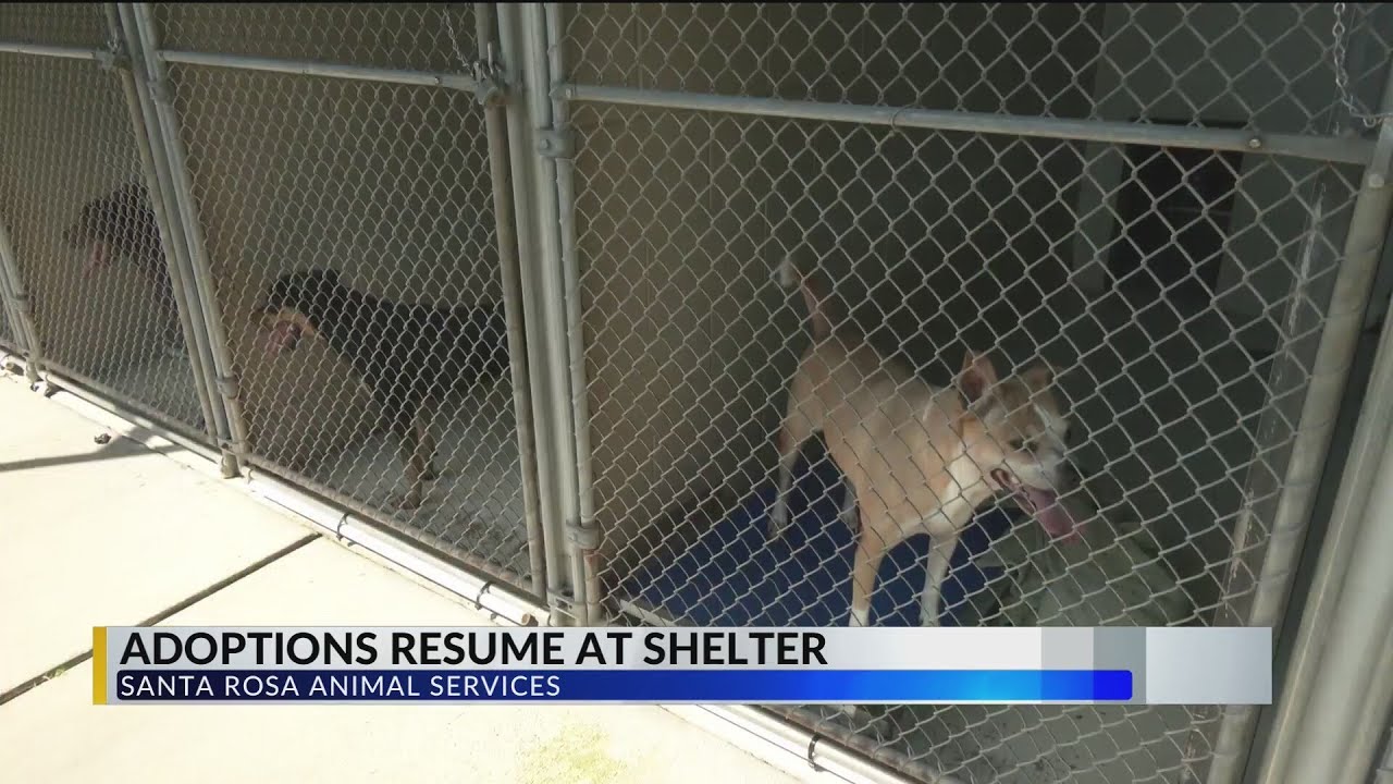 Santa Rosa County Animal Services now fully open for adoption after ...