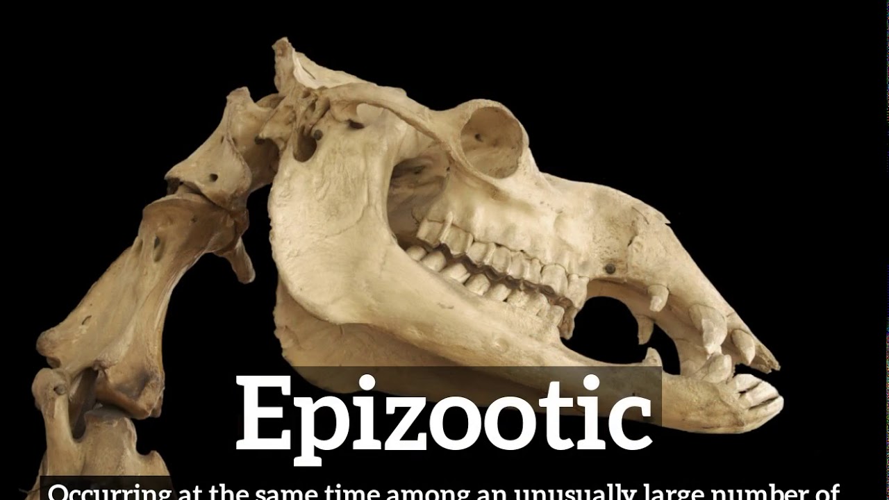 What is Epizootic? | How Does Epizootic Look? | How to Say Epizootic in ...