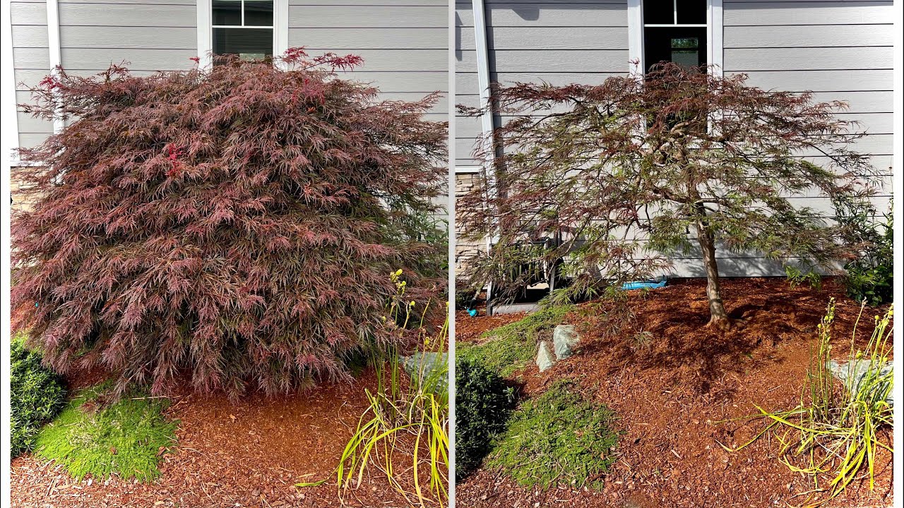 Before & After pruning a Japanese laceleaf Japanese maple - previously unpruned on Camano Island ...
