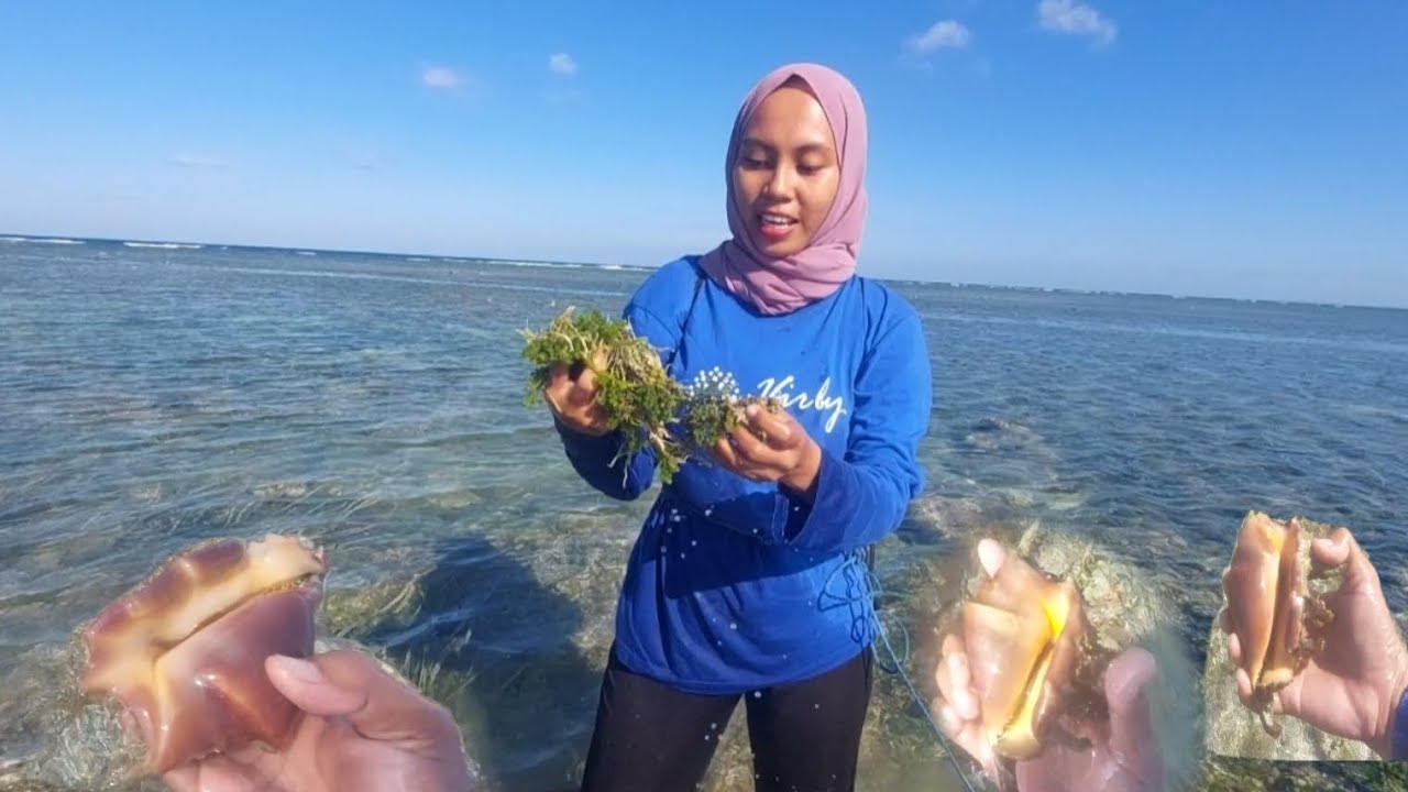 hasil melimapah!! mencari siput, tripang gamat dan anggur laut - YouTube