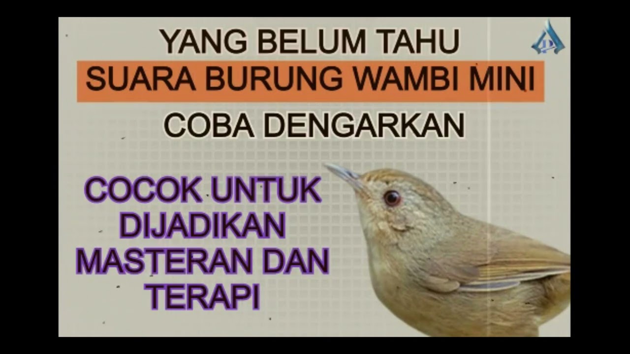 WAMBI MINI GACOR COCOK UNTUK MASTERAN BURUNG LAIN - YouTube
