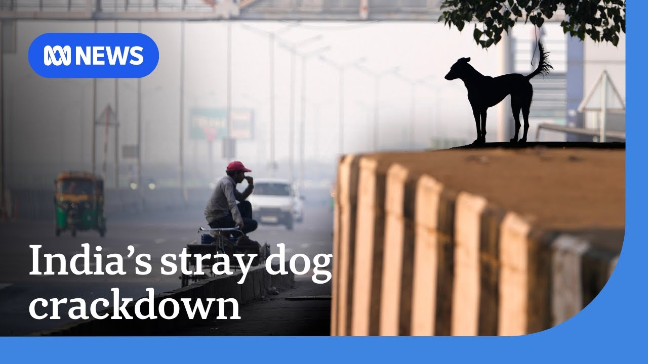 India's top court orders Delhi authorities to move stray dogs to ...