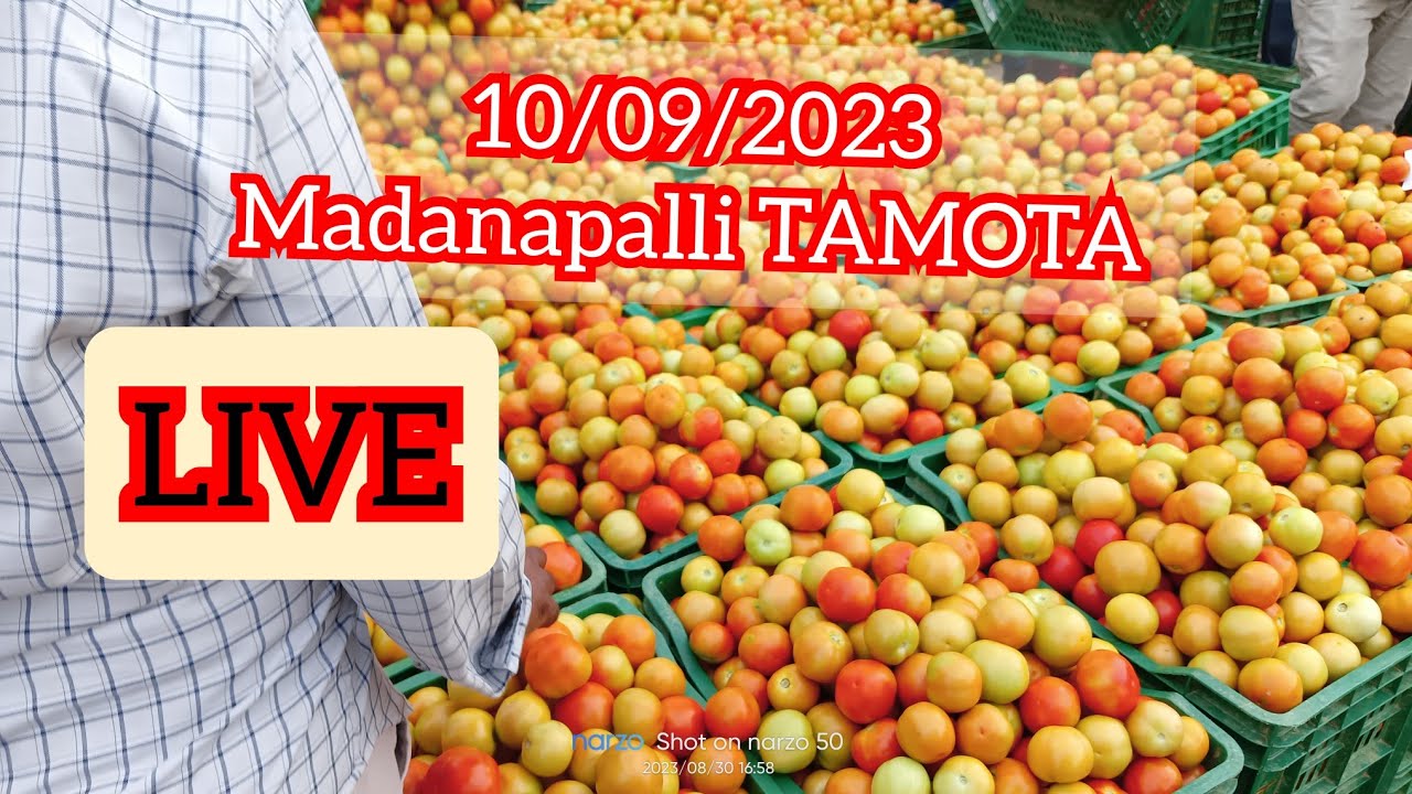 @10/09/2023 #madanapalli TAMOTA daralu in madanapalli - YouTube