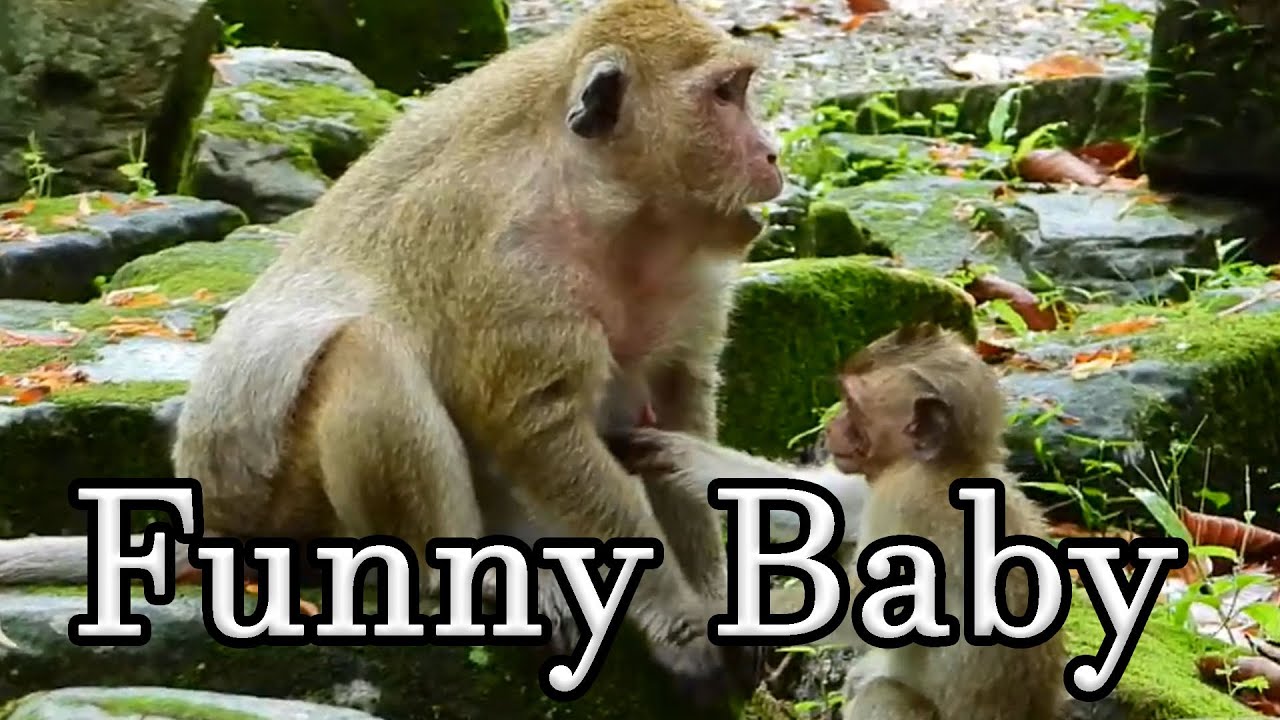 Little baby monkey gets Rejected by mama POPEYE for his request - YouTube