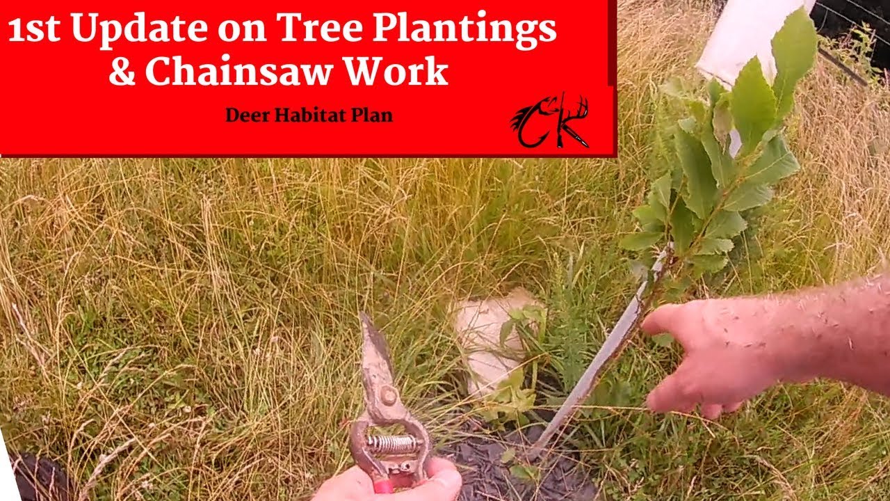 First Update on Tree Plantings & Chainsaw Work For Deer Habitat ...