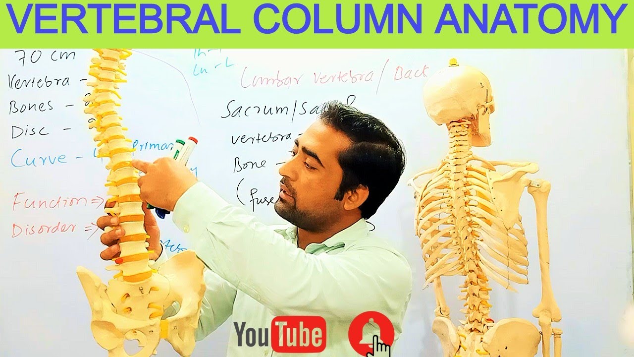Vertebral column OR Back Bone Anatomy, Function(Cervical, Thoracic ...