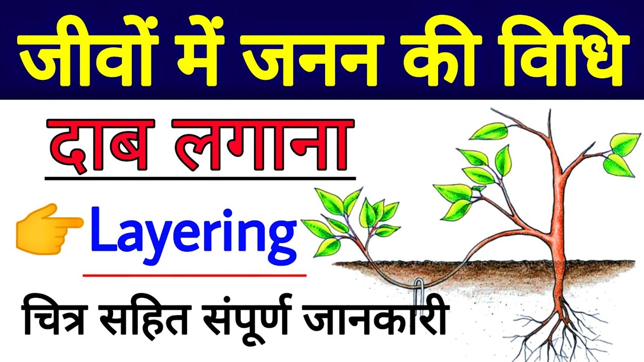 जीवों में जनन | reproduction of plants | layering vegetative ...