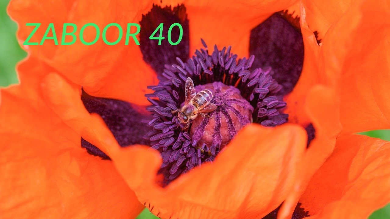 ZABOOR 40 || URDU/HINDI PSALM 40 || BIBLE READING URDU/HINDI || MASHI ...