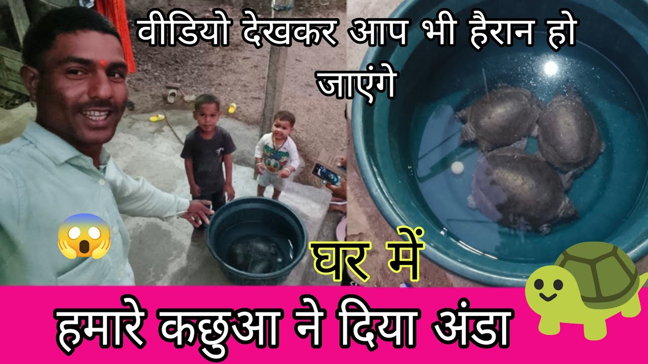 हमारे घर में कछूआ दिया अंडा CG nya vlogs video #cgmtv #trendingvideo # ...