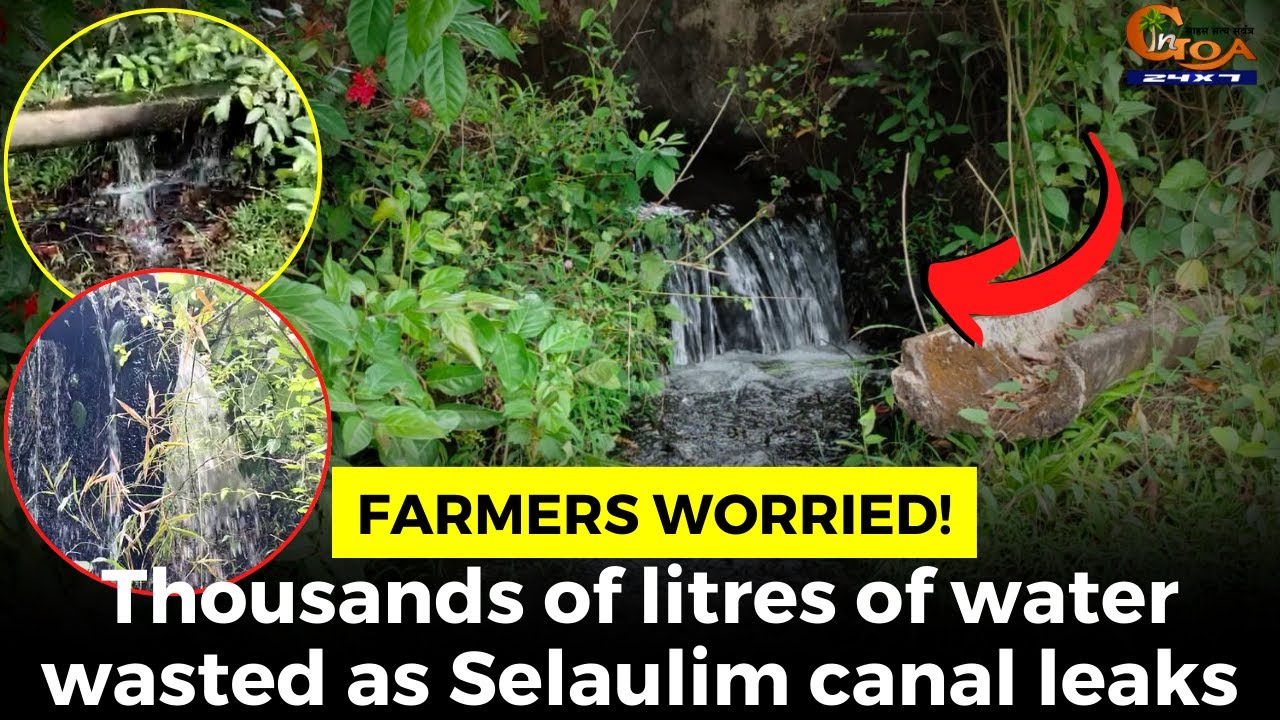 Farmers worried! Thousands of litres of water wasted as Selaulim canal ...