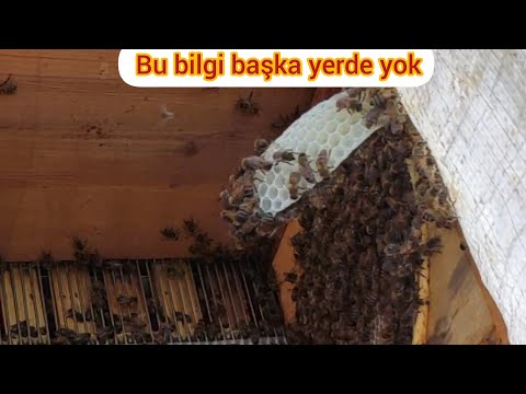BAL DÖNEMİNDE OĞULA GİDEN ARIDAN BAL NASIL ALINIR.. ARIM OĞULA GİTTİ DİYE KORKMA..#arıcılık #bee