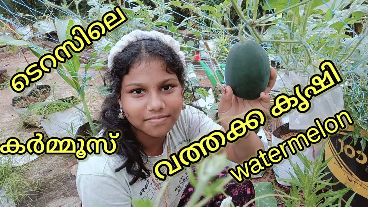 #watermelon farming #vathakka krishi # വത്തക്ക കൃഷി#terrecele vathakka ...