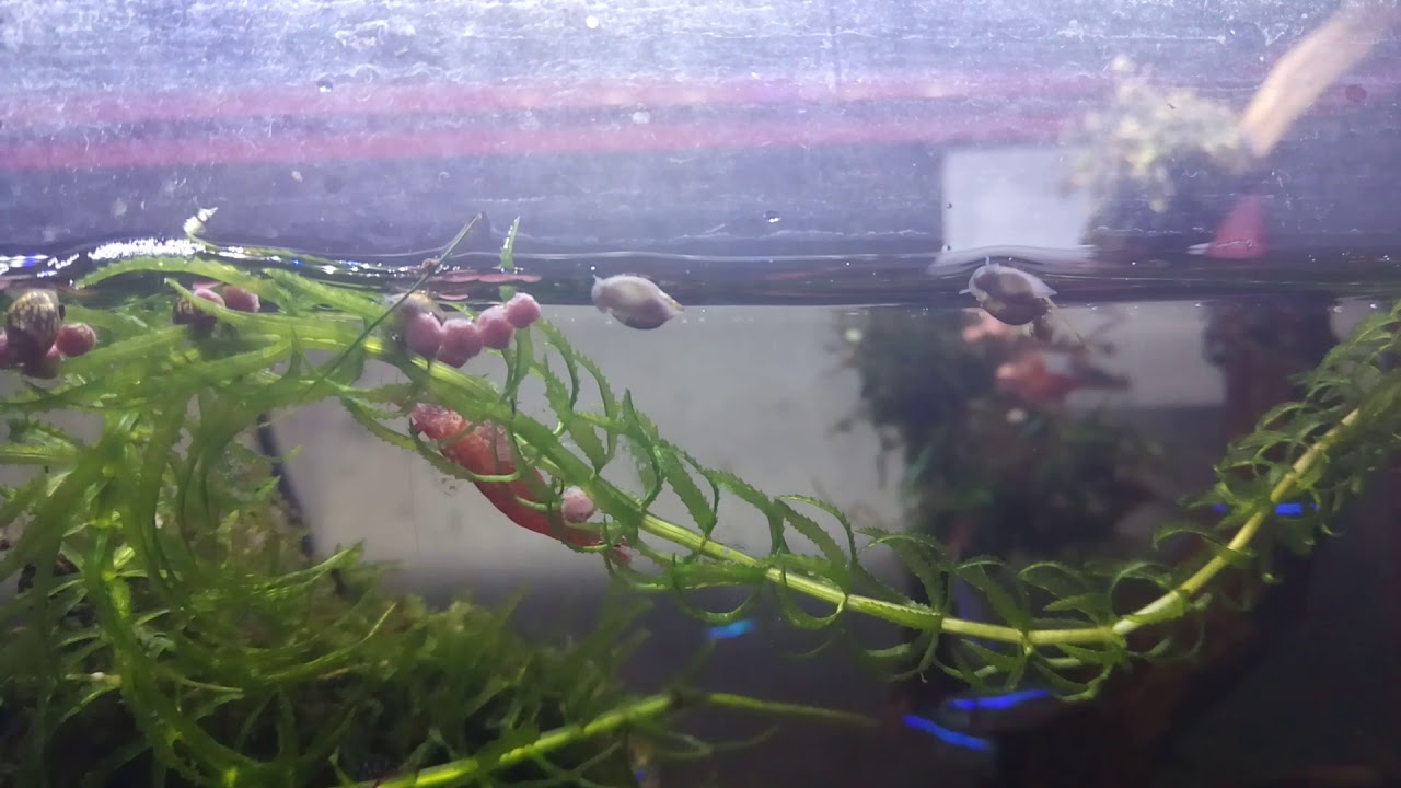 AQUARIUM || Red cherry, neon, snail || TANK 3 mounth update || new baby ...