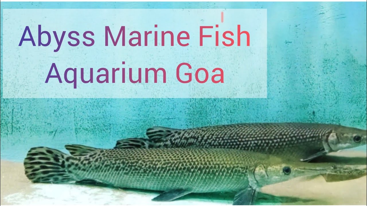 Abyss Marine Fish Aquarium Goa#fish#colourful would #youtube video ...