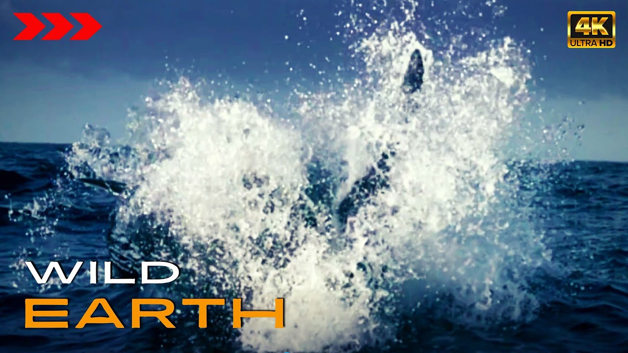 The Real Predators of the Ocean [4K] WILD Earth - YouTube