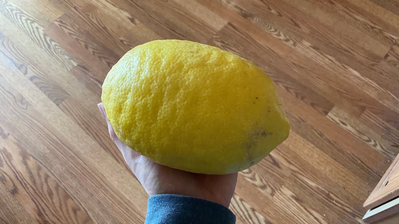Day 457 (HUGE LEMON) - YouTube
