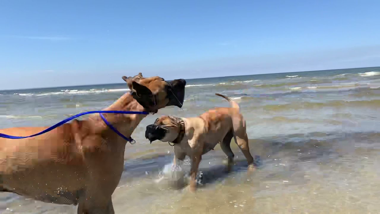 Boerboel Molly meets Neo the Great Dane - YouTube