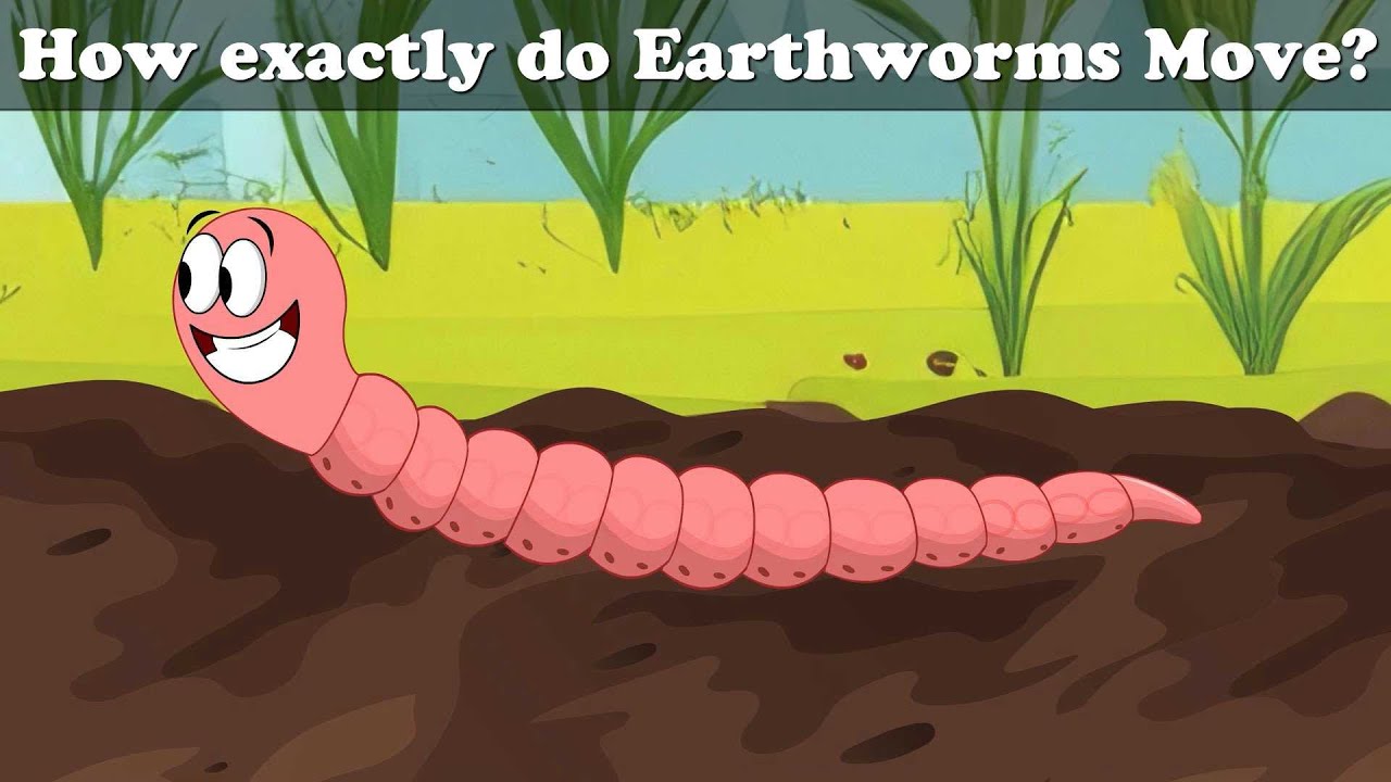 How exactly do Earthworms Move? + more videos | #aumsum #kids #cartoon ...