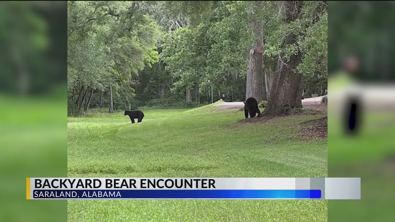 Backyard bears cause stir in Saraland neighborhood - YouTube