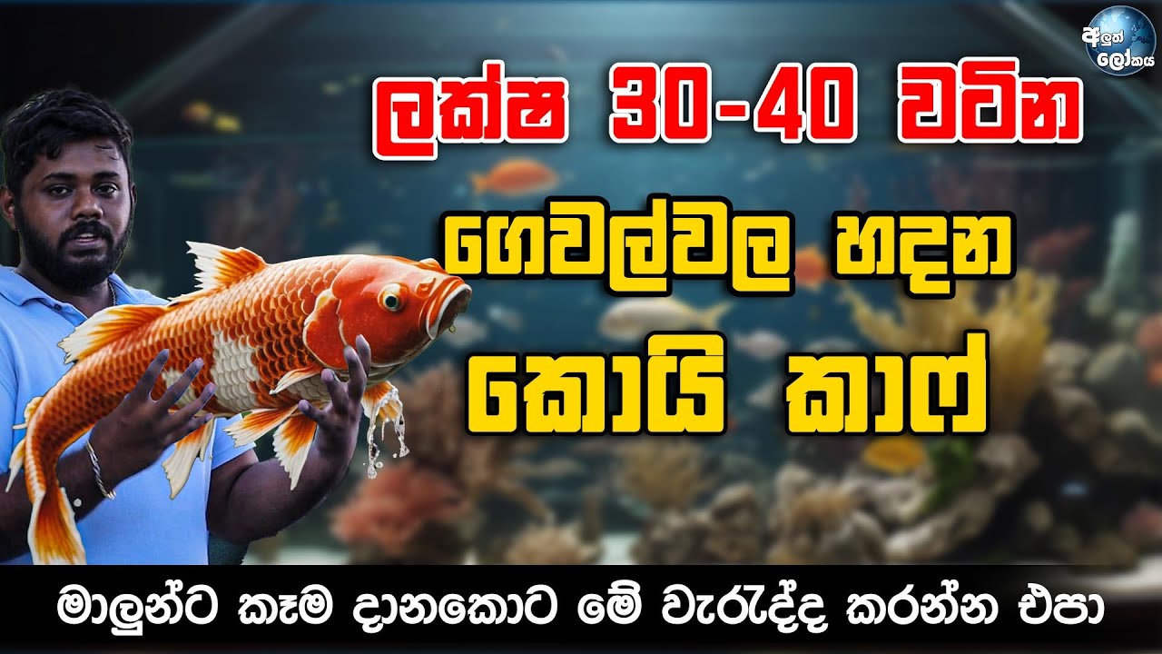 ලක්ෂ 30-40 වටින ගෙවල්වල හදන කොයි කාෆ් - Koi calf fish - YouTube