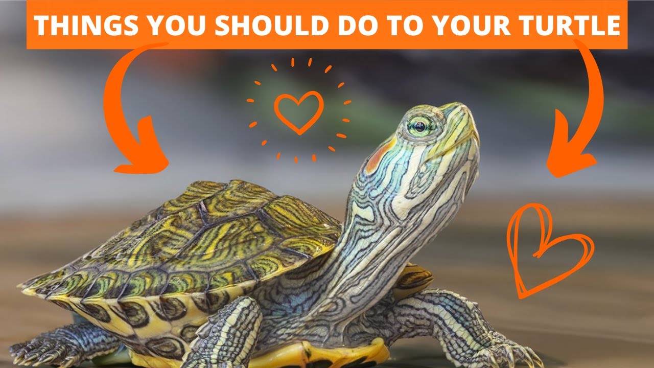 THE ULTIMATE GUIDE TO TURTLE CARE - YouTube