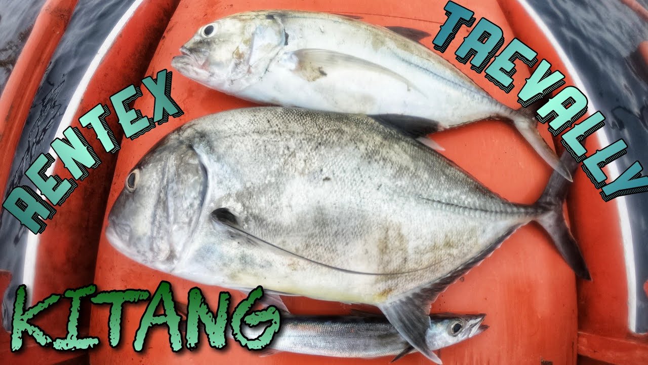 KITANG FISHING | TREVALLY FISH | CATCHING NEEDLE FISH USING RENTEX ...